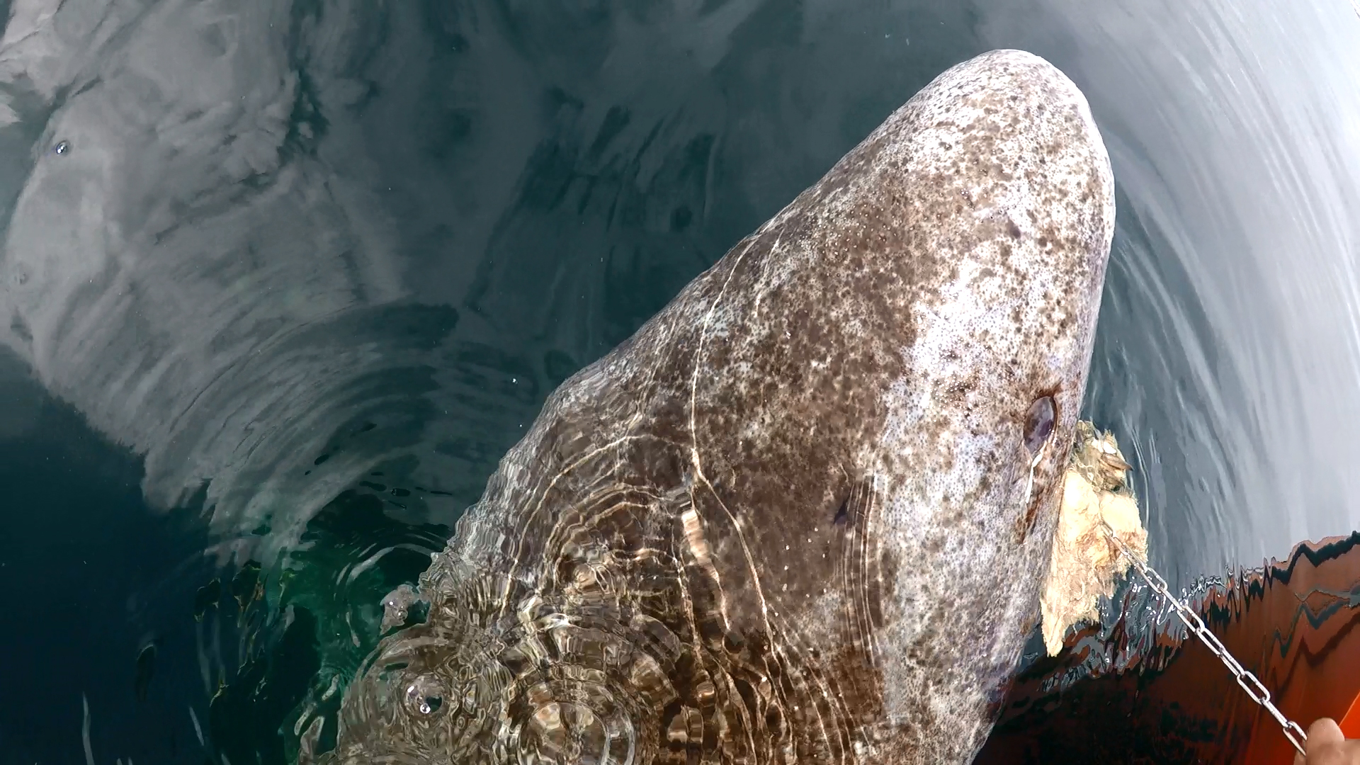 Greenland shark expedition returns with new data and spectacular footage