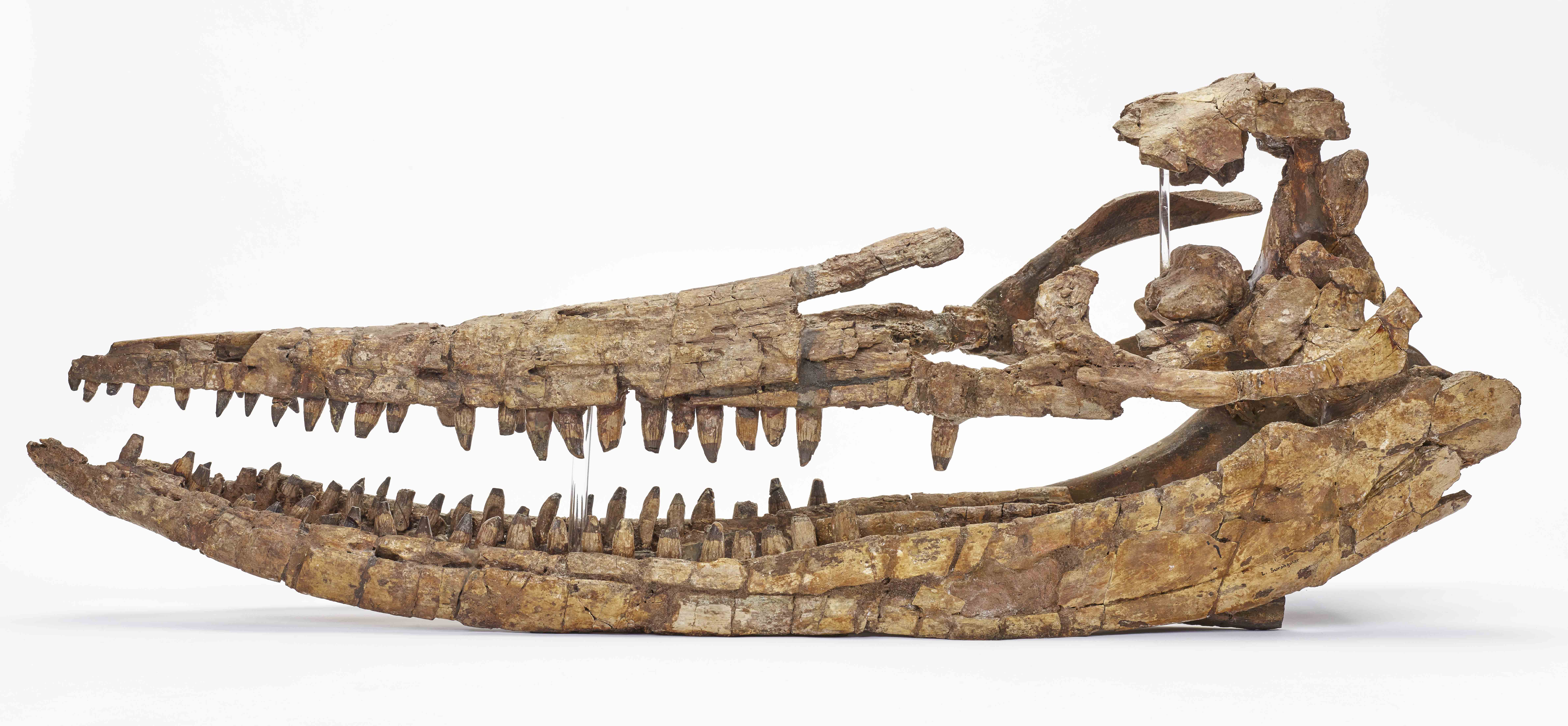 Medical scanner helps to unlock the mysteries of a giant prehistoric ...