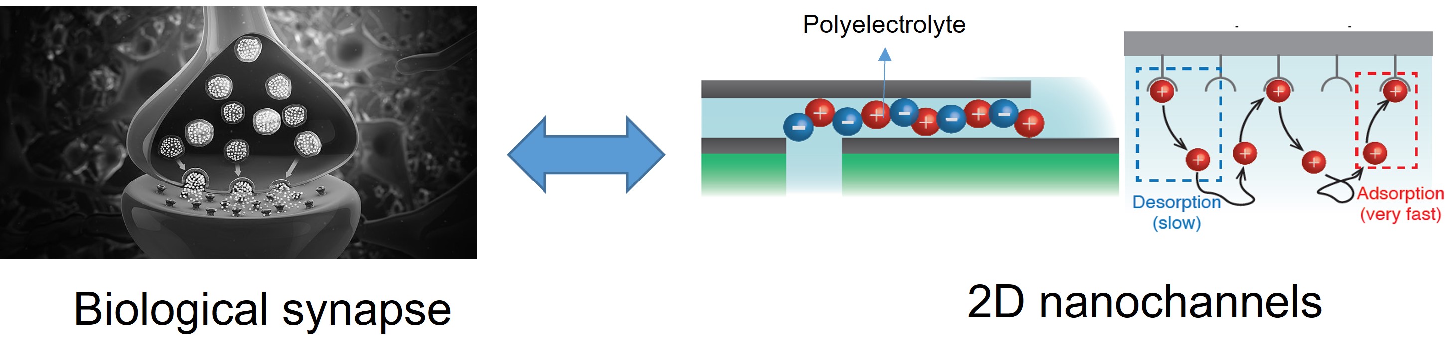 Mimicking the Brain: Long-Term Memory and Synapse-Like Dynamics in 2D ...