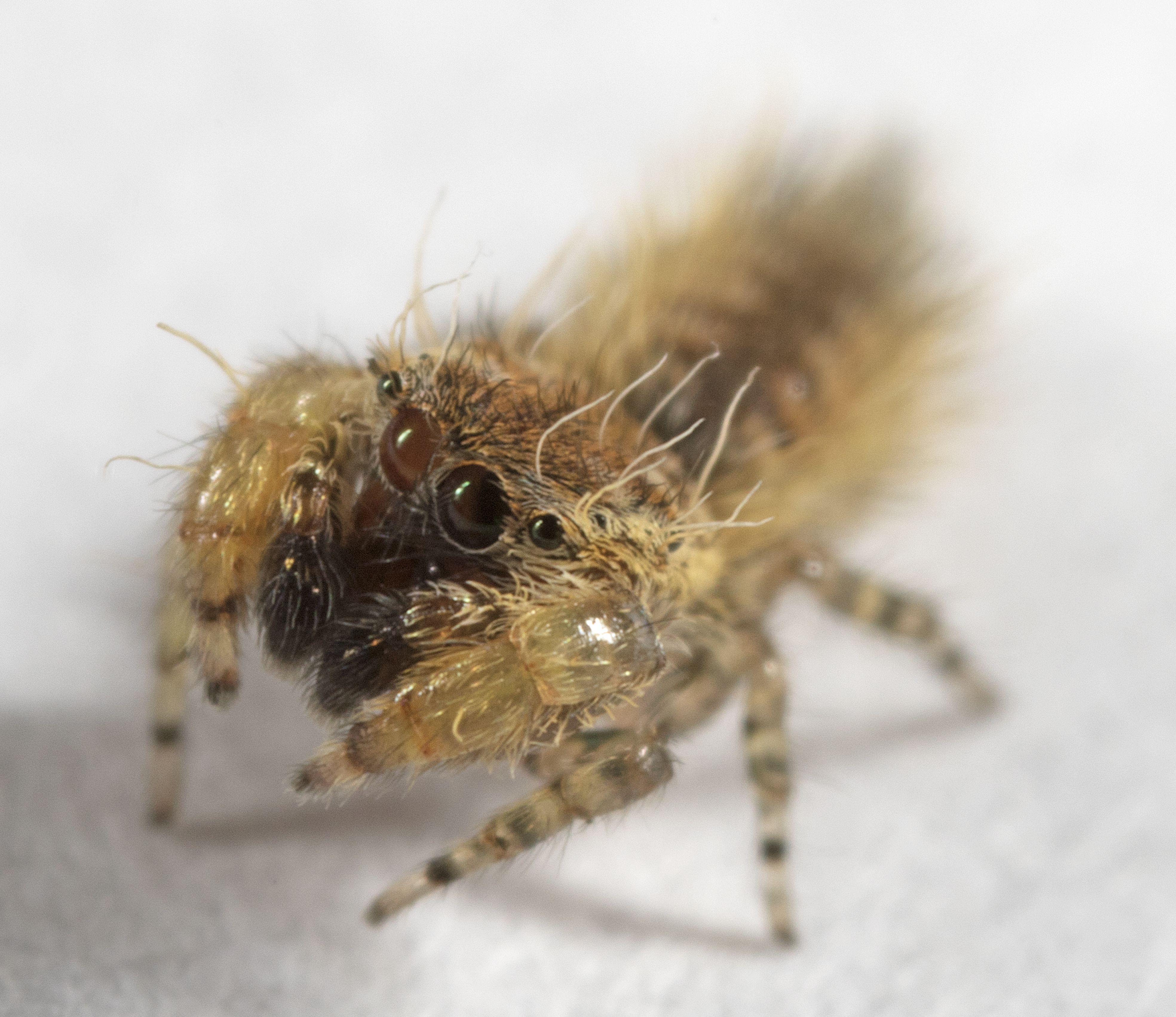 Newly discovered jumping spider named for children’s author