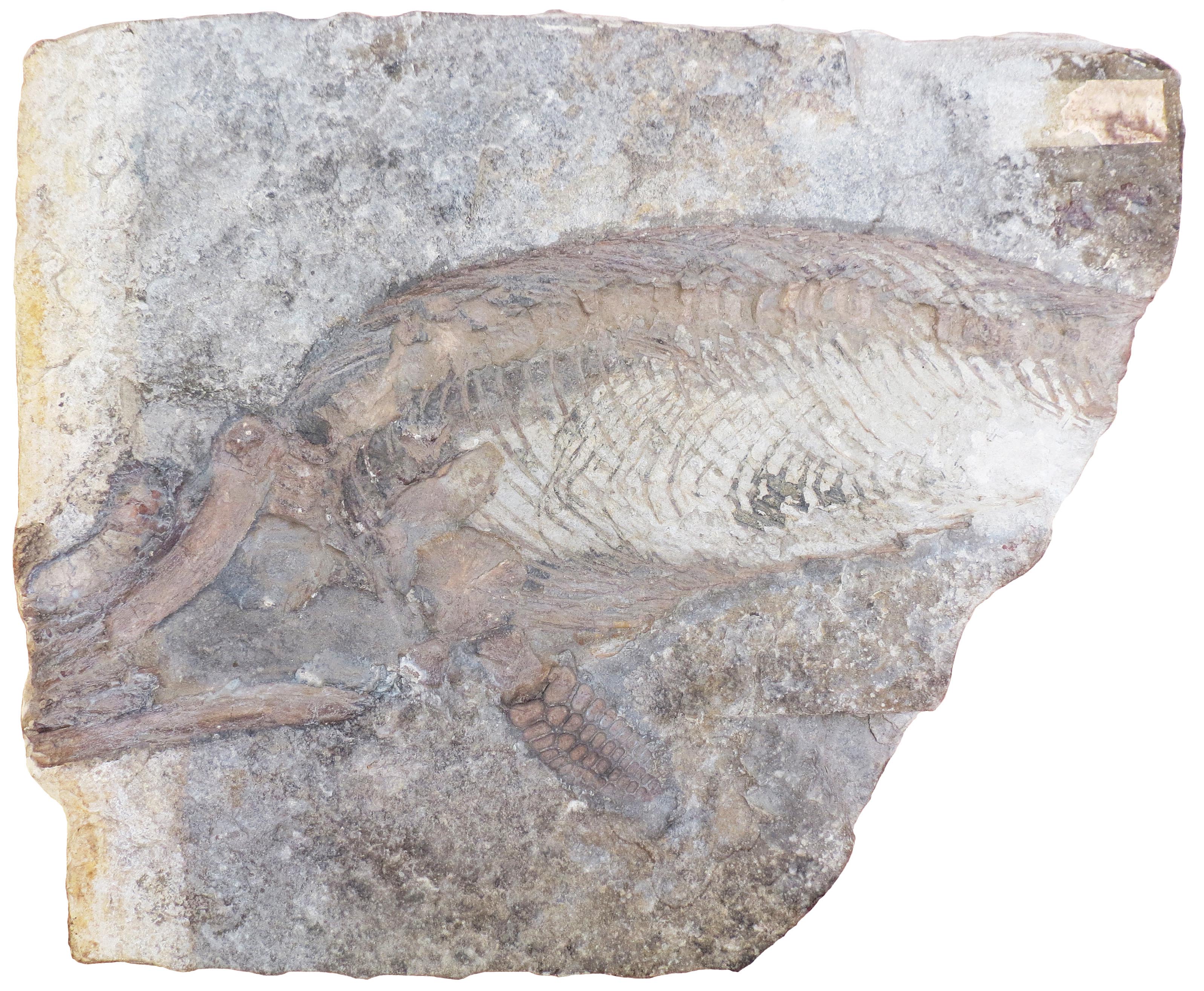 ‘Fake fin’ discovery reveals new ichthyosaur species