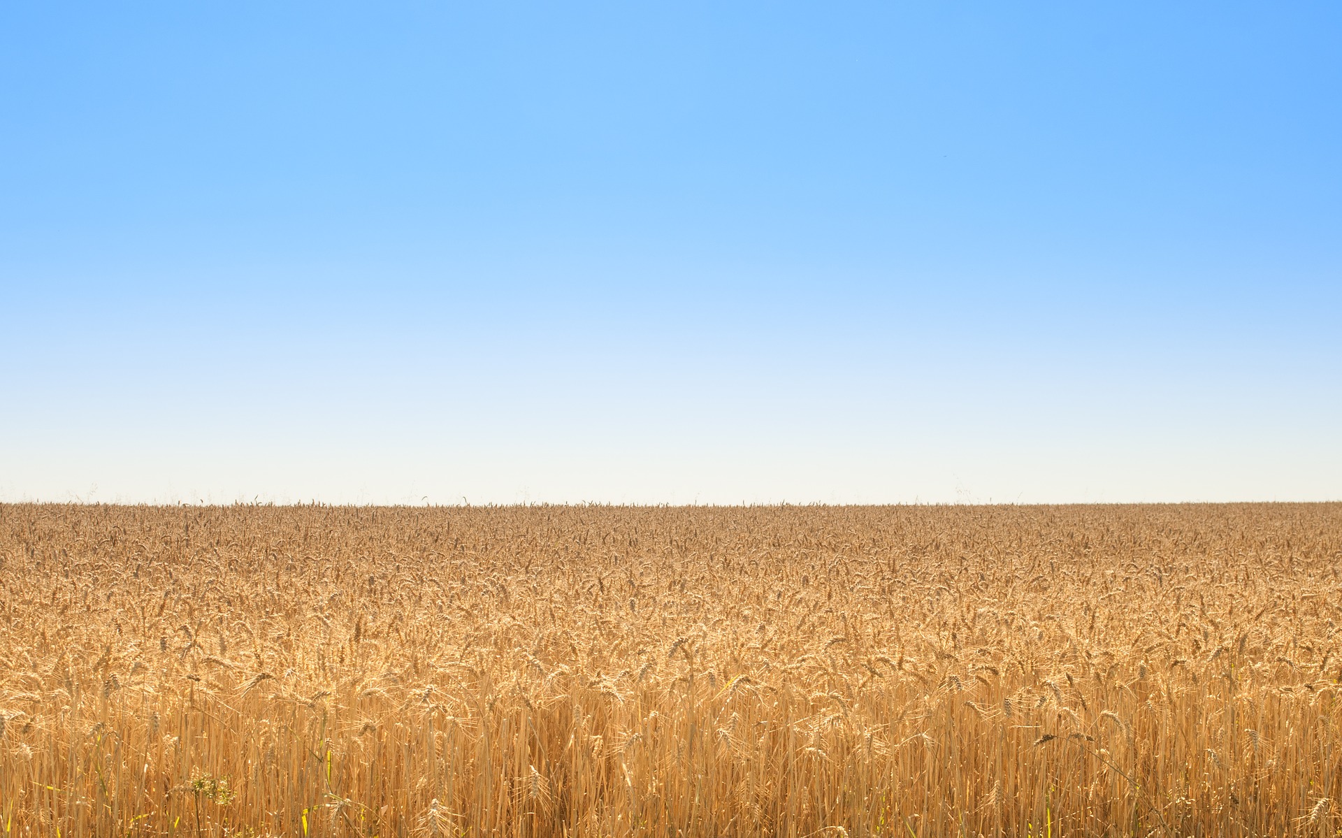 Manchester scientists launch new interactive tool for agricultural ...