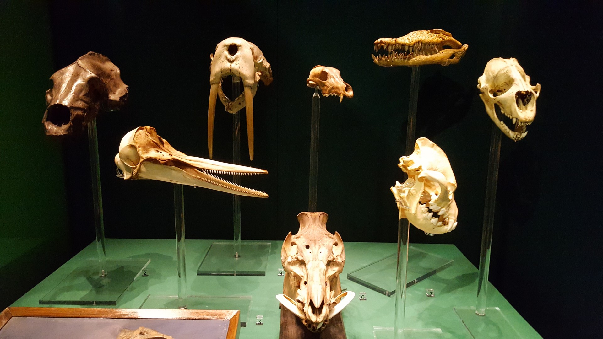 Object of the week- Collection of skulls