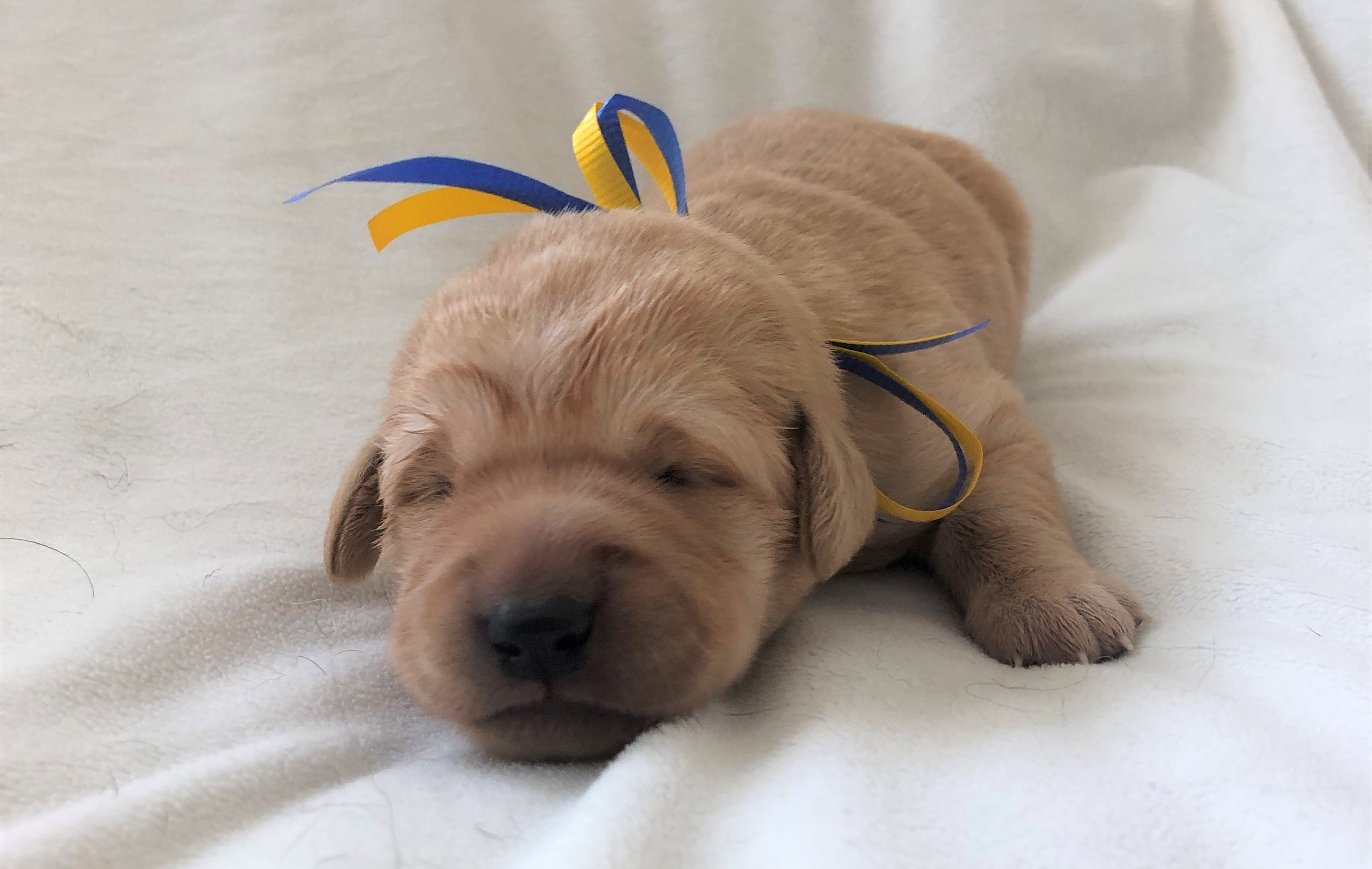 Puppy Raised by Birds? | State Farm