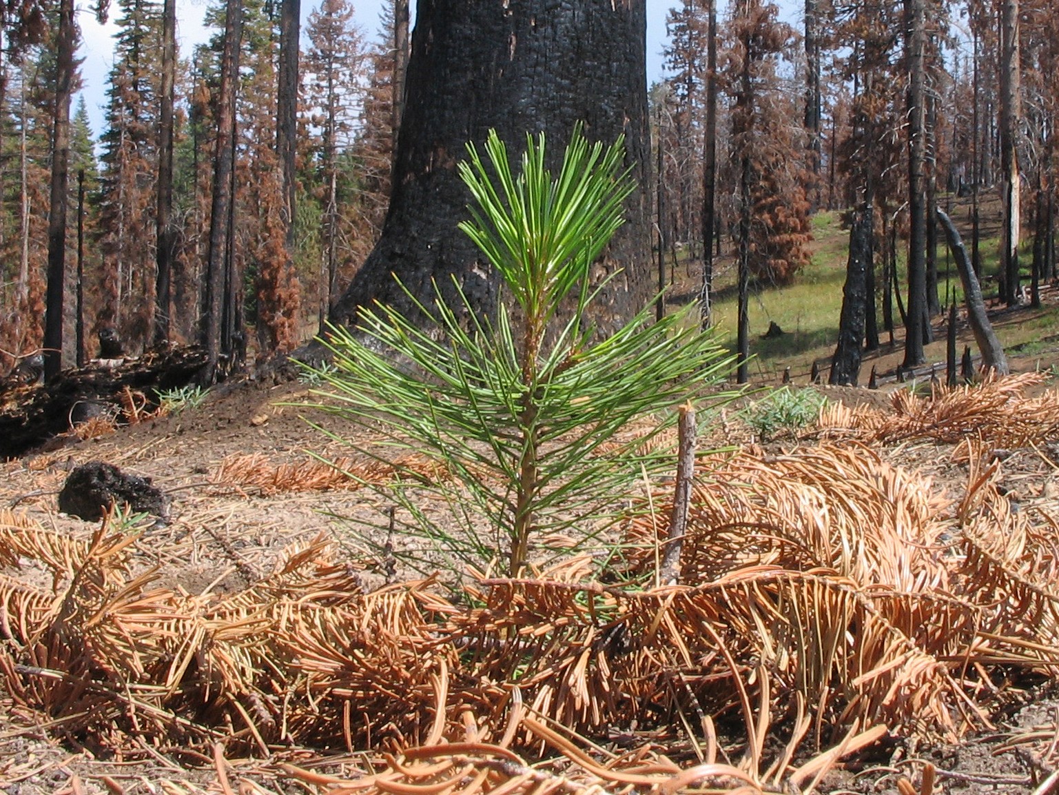 Trees fall, trees rise | State Farm