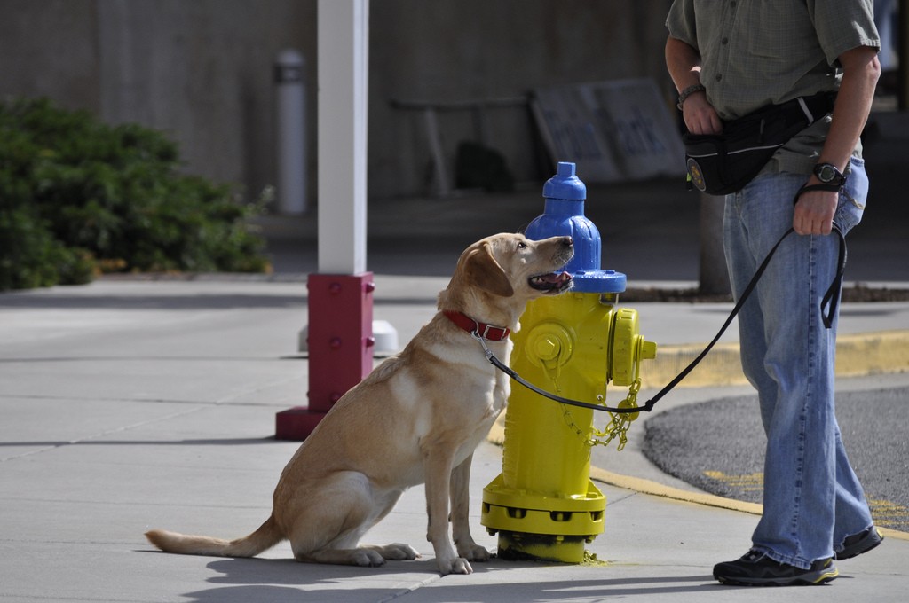 Hero Arson Dog Goes Rogue