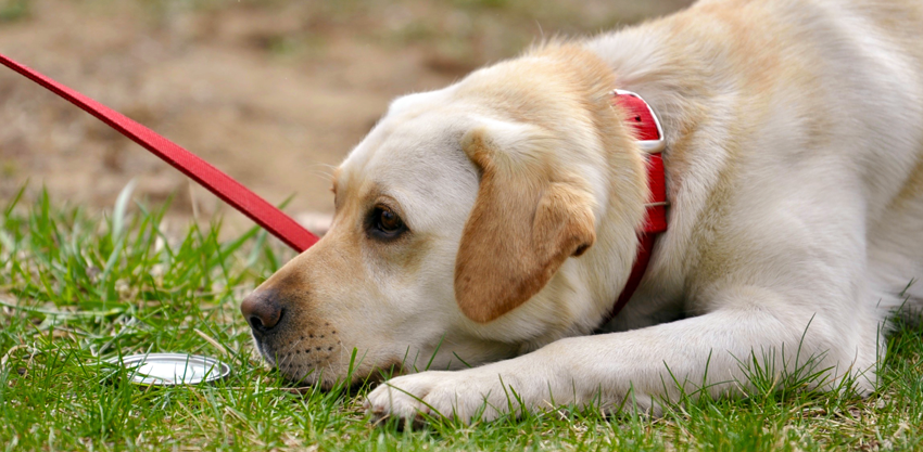 Arson Dog Doing Double Duty | State Farm
