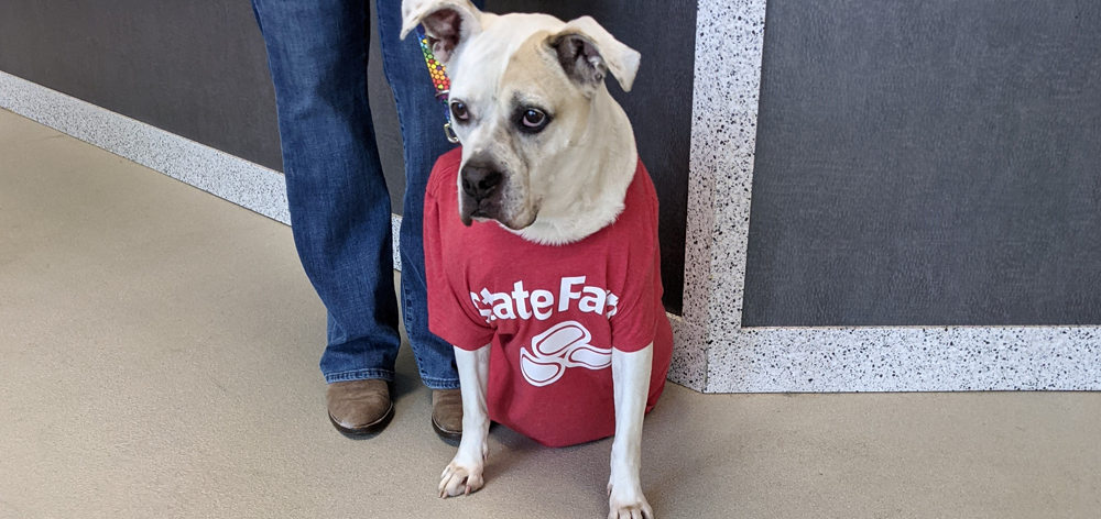 Finding Jake’s Furever Home