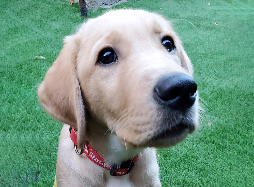 A State Farm Sponsored Service Dog Tells All