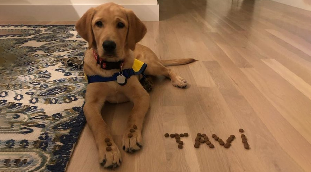 A State Farm Sponsored Service Dog Tells All