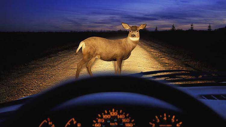 New State Farm® data reveals the likelihood of hitting an animal while ...
