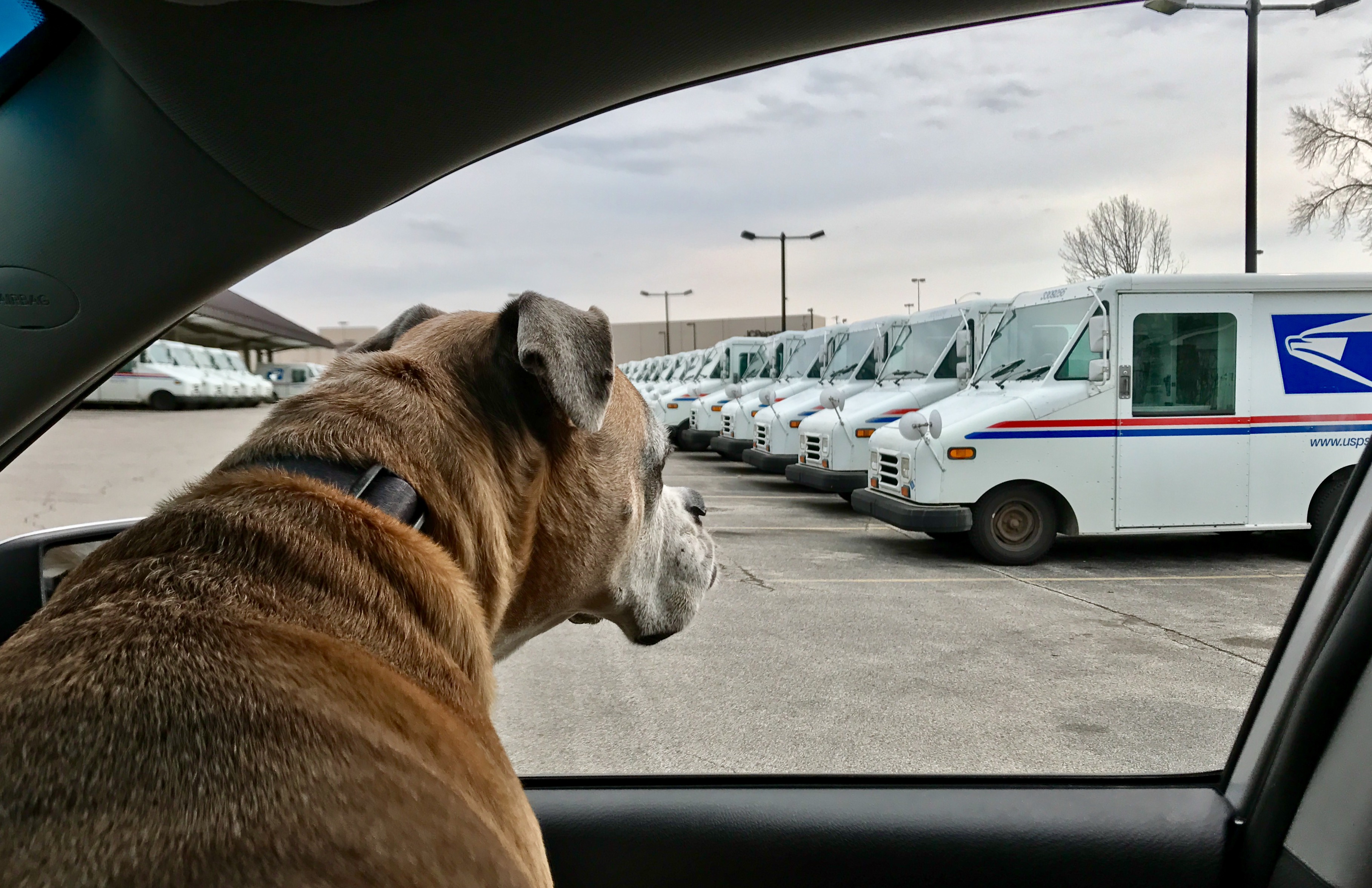 Top ten states for dog bite claims in 2016 | State Farm