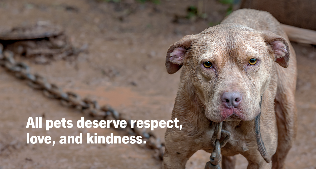 Appreciation for Animal Shelter Staff and Volunteers | State Farm