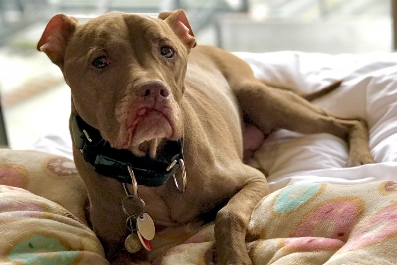 Tips for Safely Sheltering at Home with Pets | State Farm