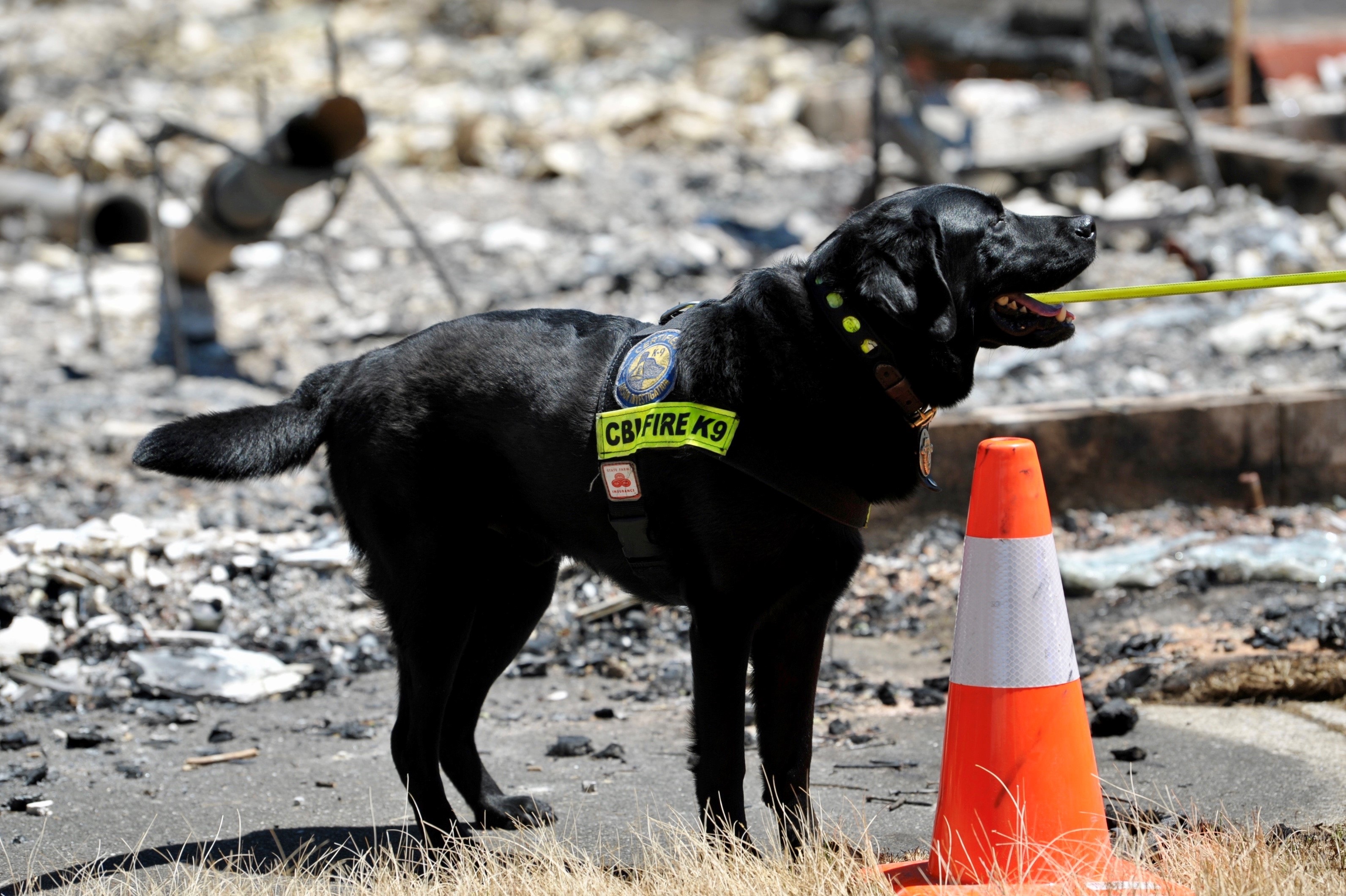 In Case of Emergency, this Kit for Canines Can Help | State Farm