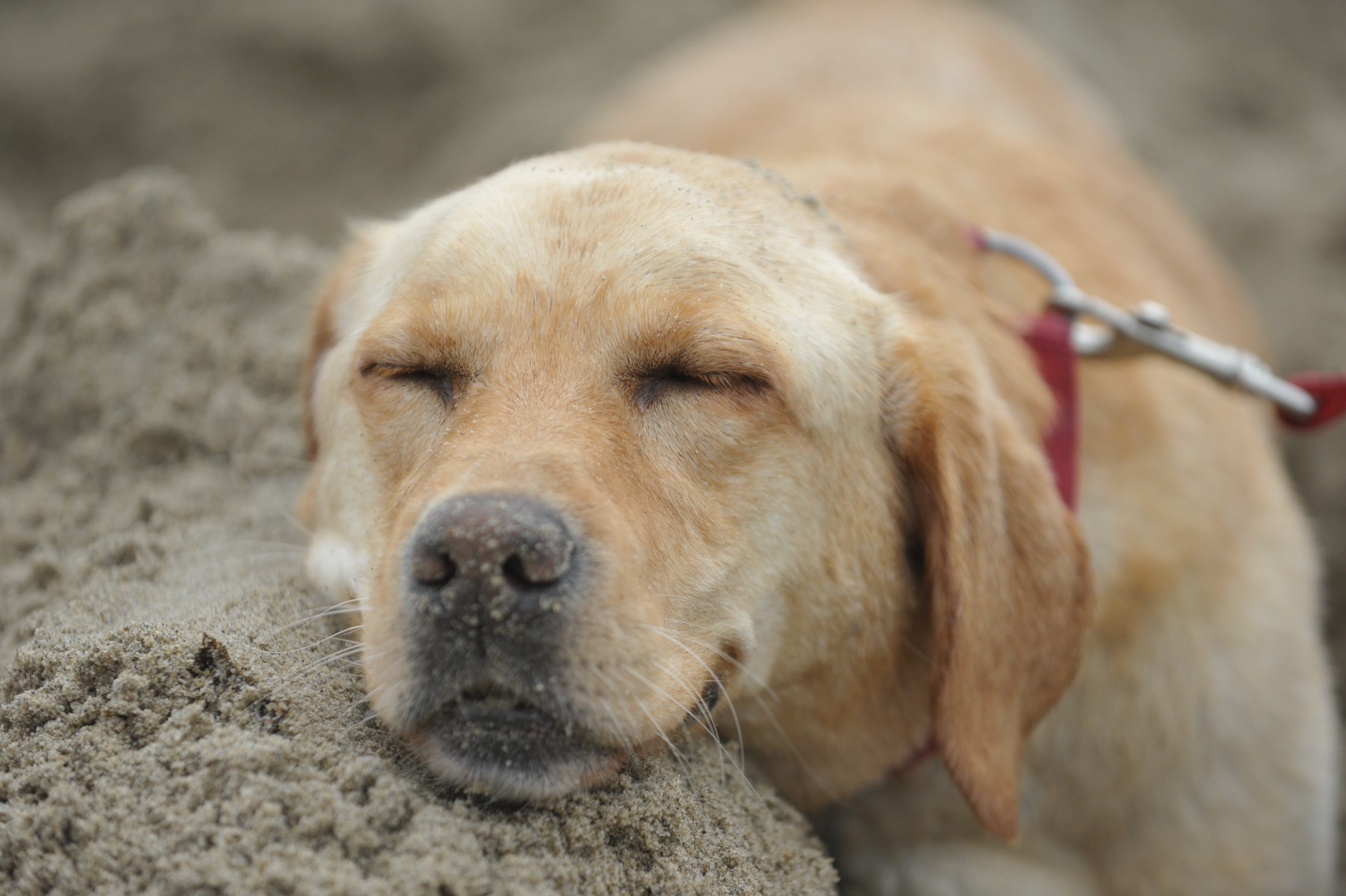 Dr. Marty Becker teams up with leading insurer | State Farm