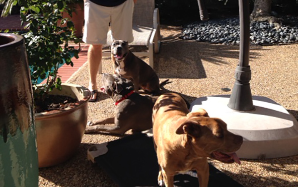 All Dog Breeds Deserve A Chance - 2015