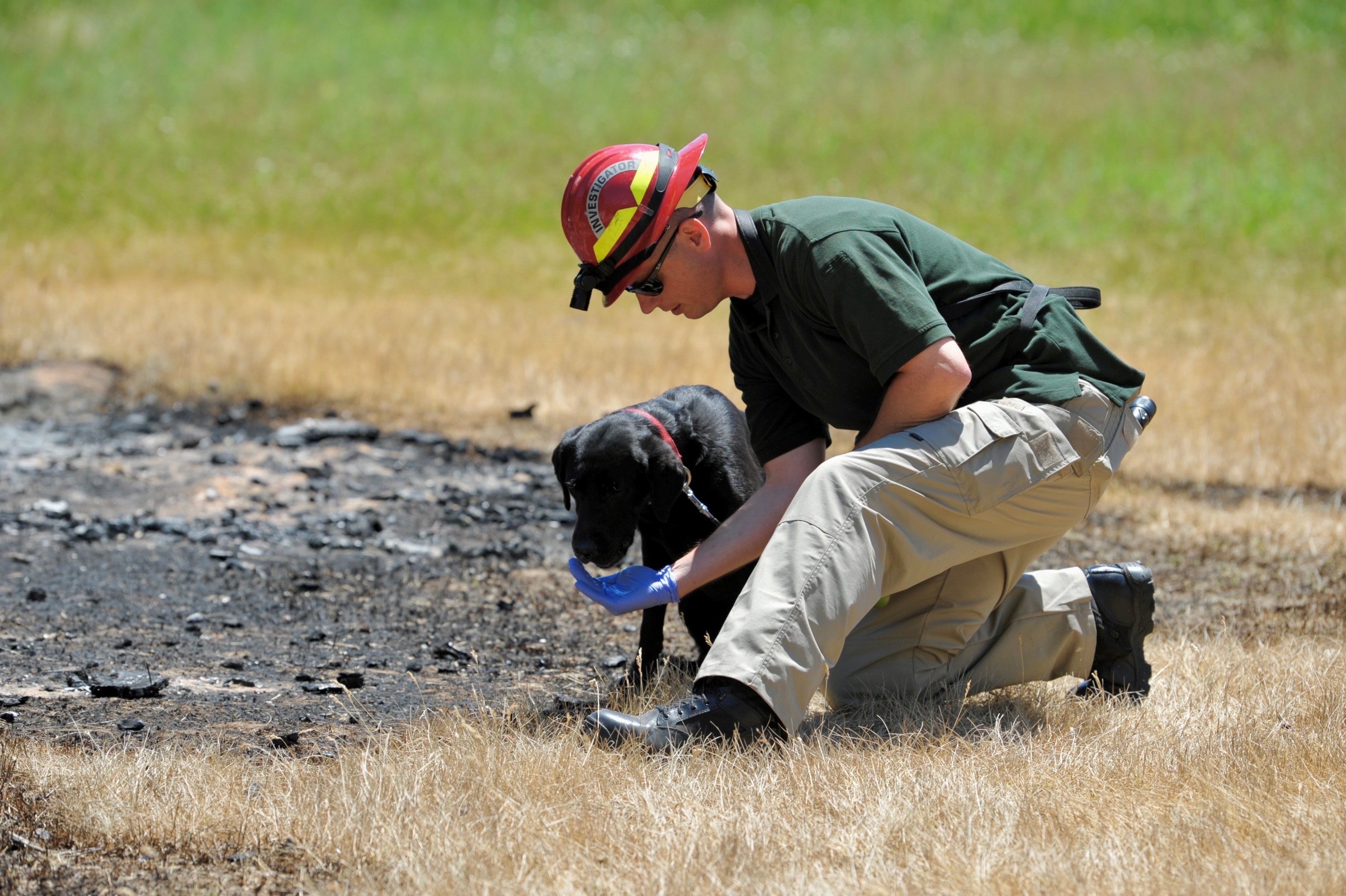 In Case of Emergency, this Kit for Canines Can Help | State Farm