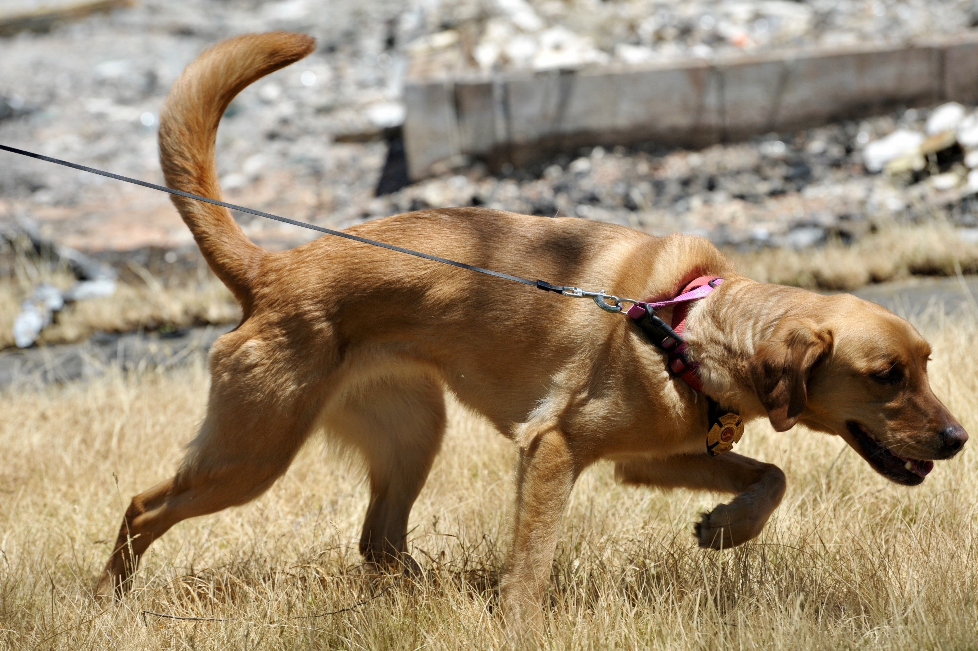 In Case of Emergency, this Kit for Canines Can Help | State Farm