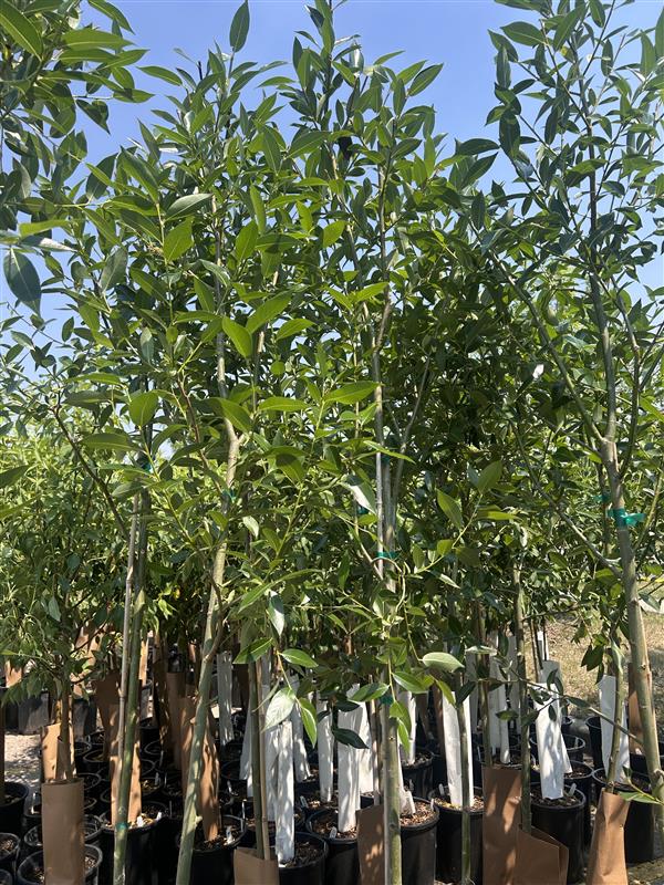 It’s a wrap on the Branching Out tree partnership program for 2025!