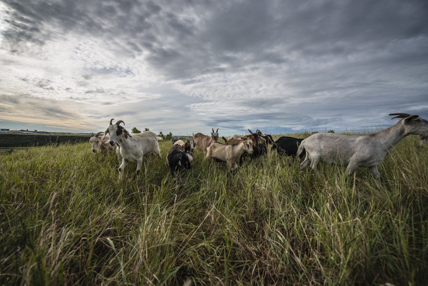 Goats set to end visit in Calgary park with meet and greet opportunity