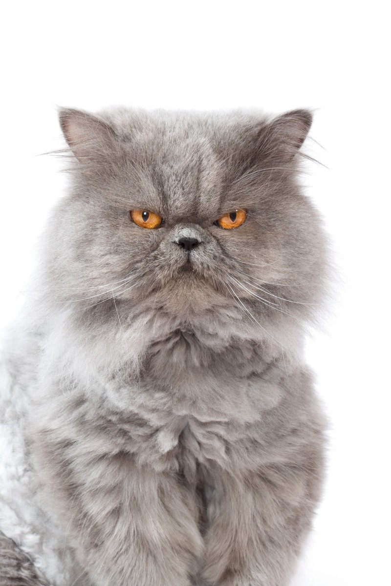 Update on Prices: Half price animal adoptions at Calgary Animal ...