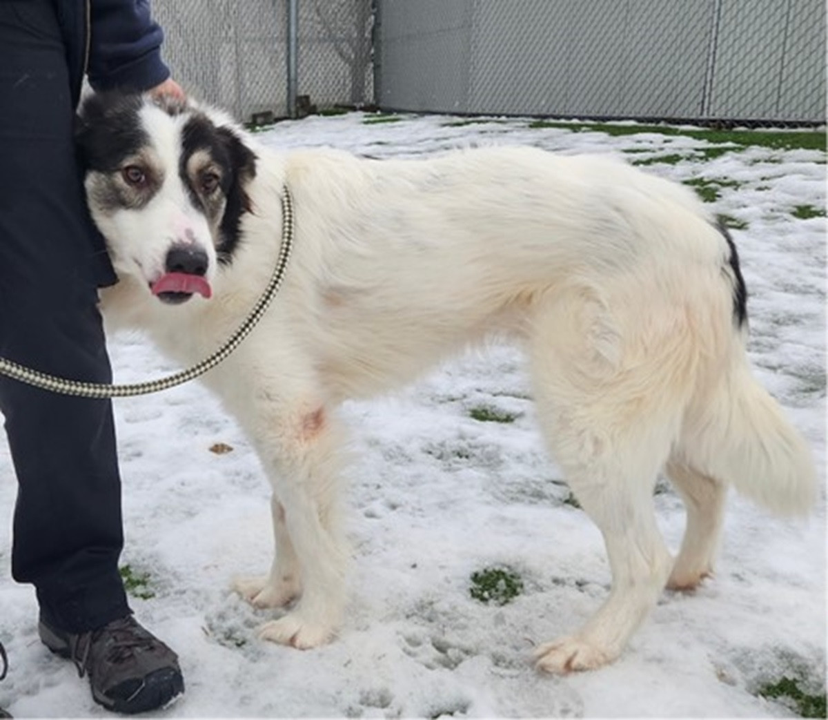 Calgary’s Animal Services Centre gives animals new lives