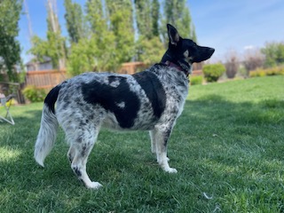 Finding Maple: A Story of Second Chances and Unbreakable Bonds