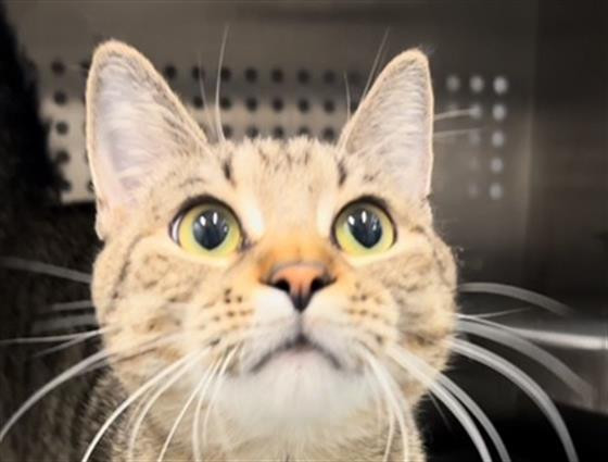 Calgary Animal Services to Host Post-Thanksgiving Adoptathon: October 17-19