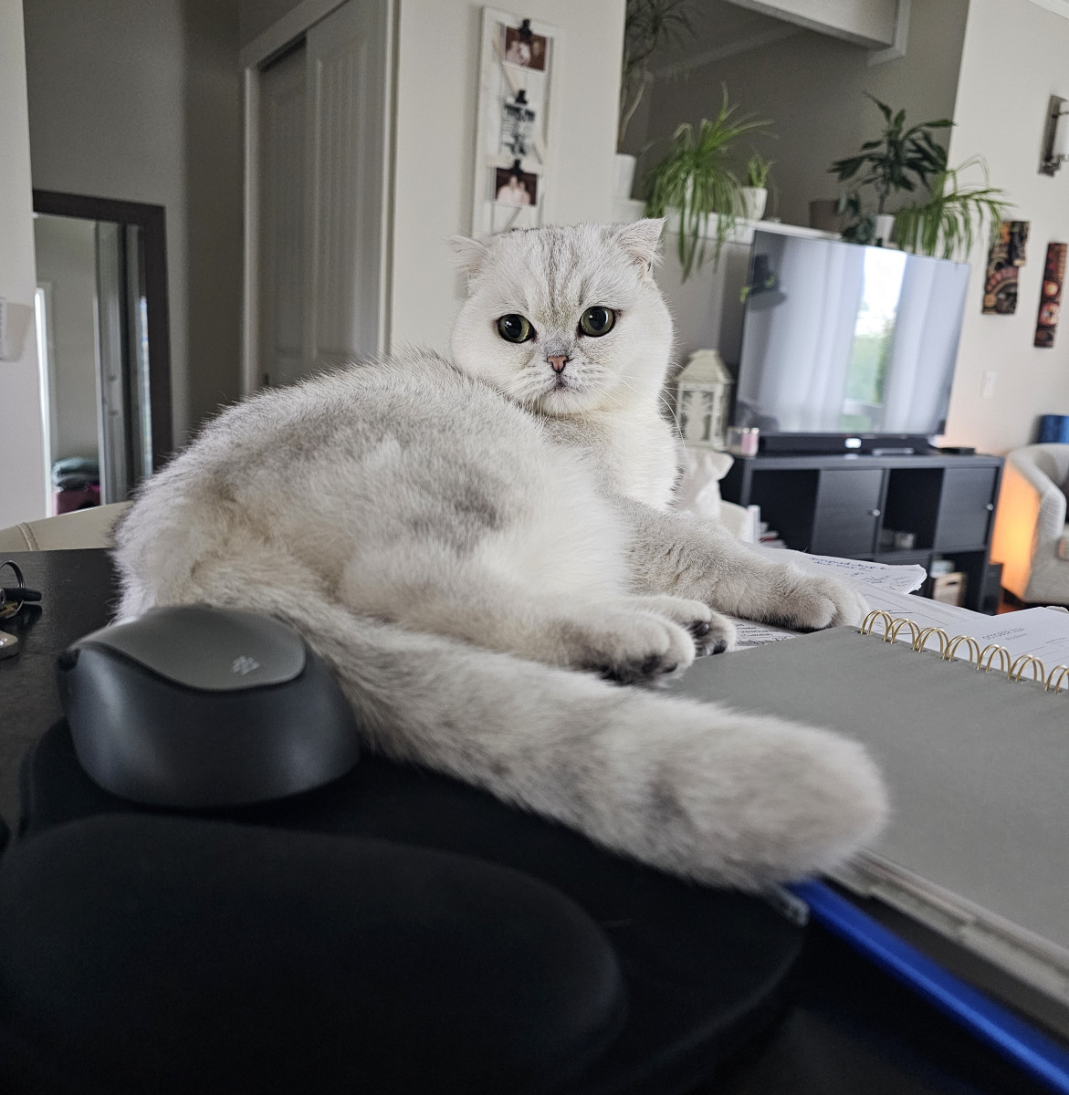 Calgary Animal Services: Giving Stray Animals a Second Chance Through ...