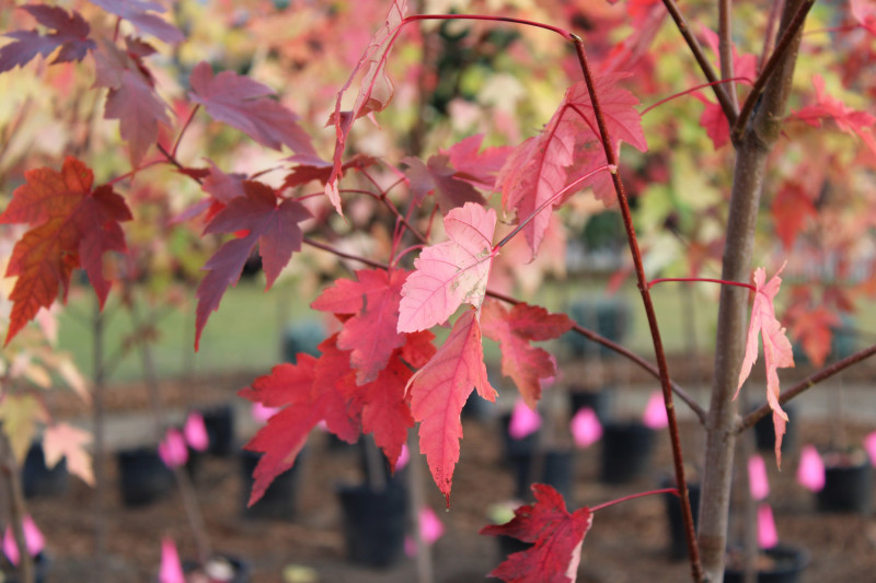 100 Trees Planted to Memorialize RCAF 2024 Centennial