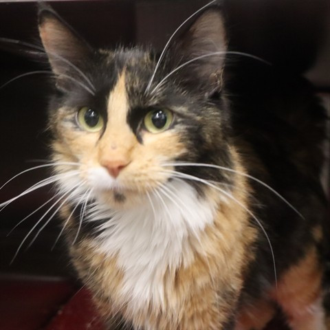 City of Calgary Animal Services hosts two upcoming adoption events