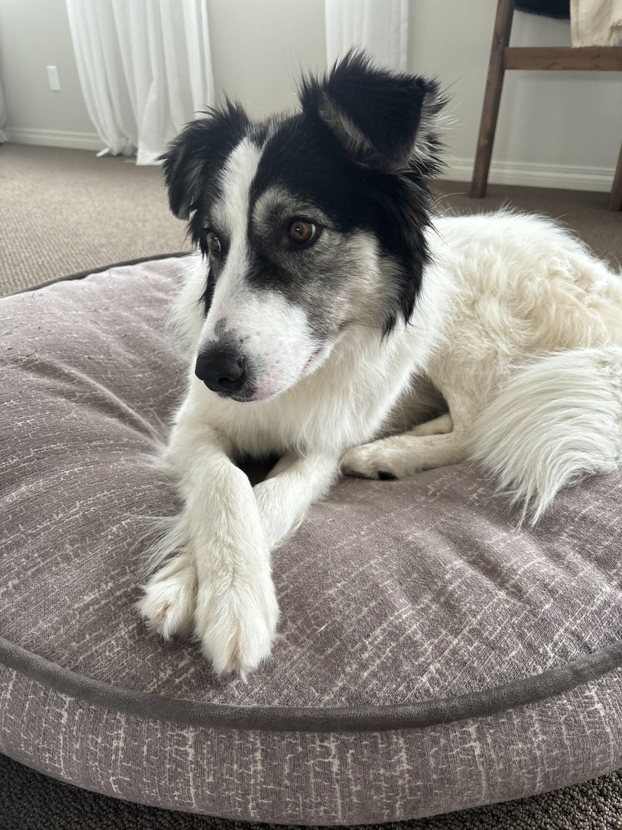 Calgary's Animal Service provides an update on Wally