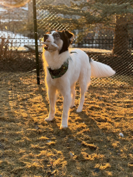 Calgary's Animal Service provides an update on Wally