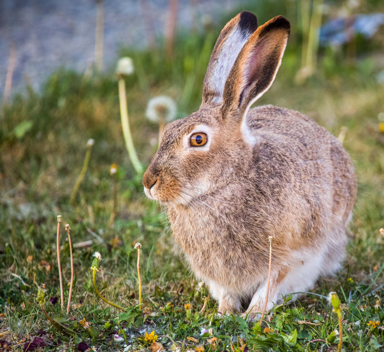 City Services: Easter Weekend 2024