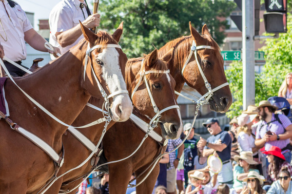 Getting around during Stampede: What you need to know