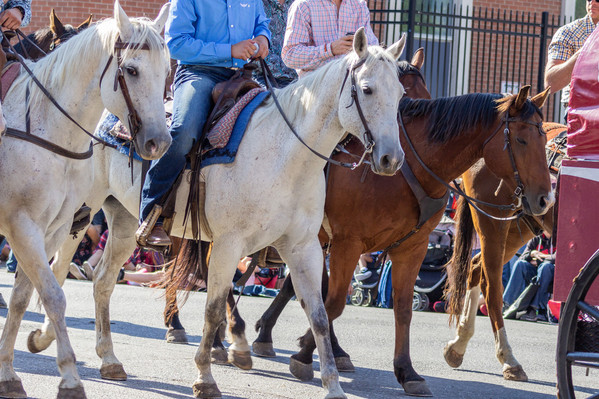 2024 Calgary Stampede Parade Day - getting around