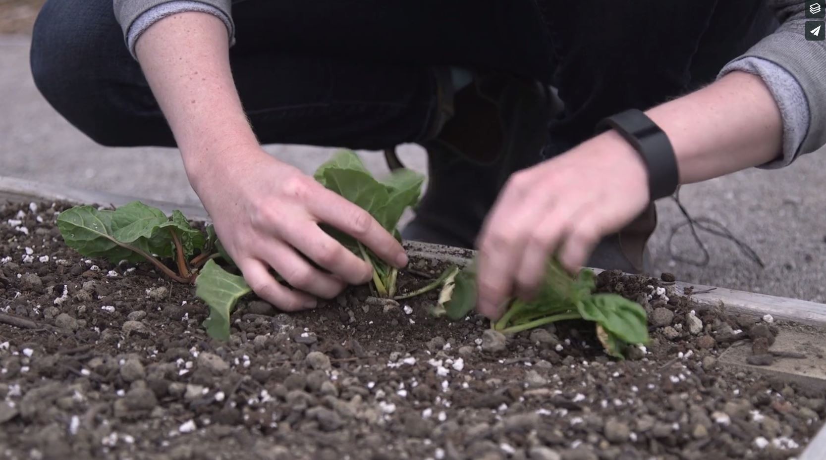 Mohawk Community Garden Tips: Thinning Your Plants