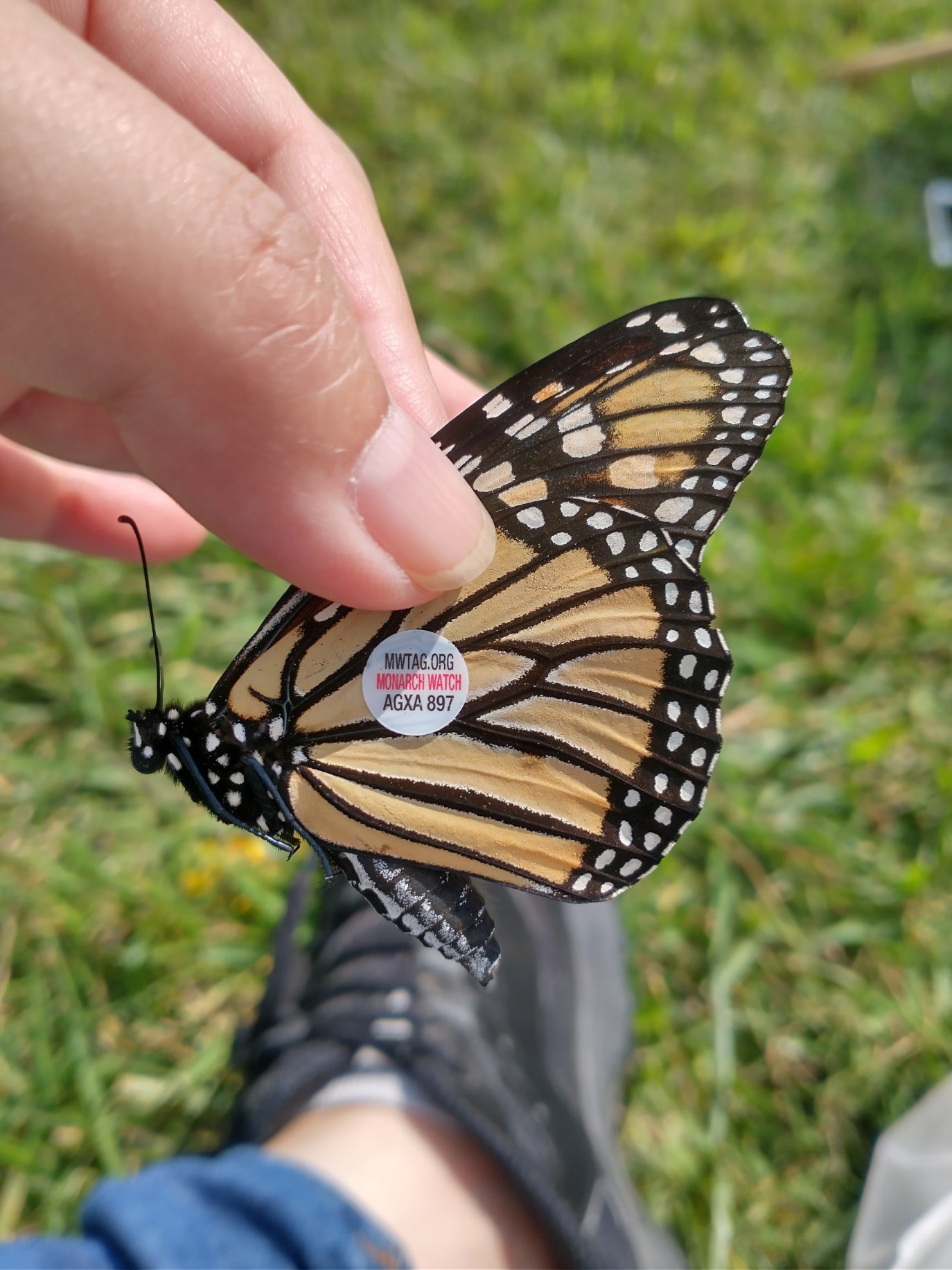 CAS Hosts Monarch Tagging at theNate