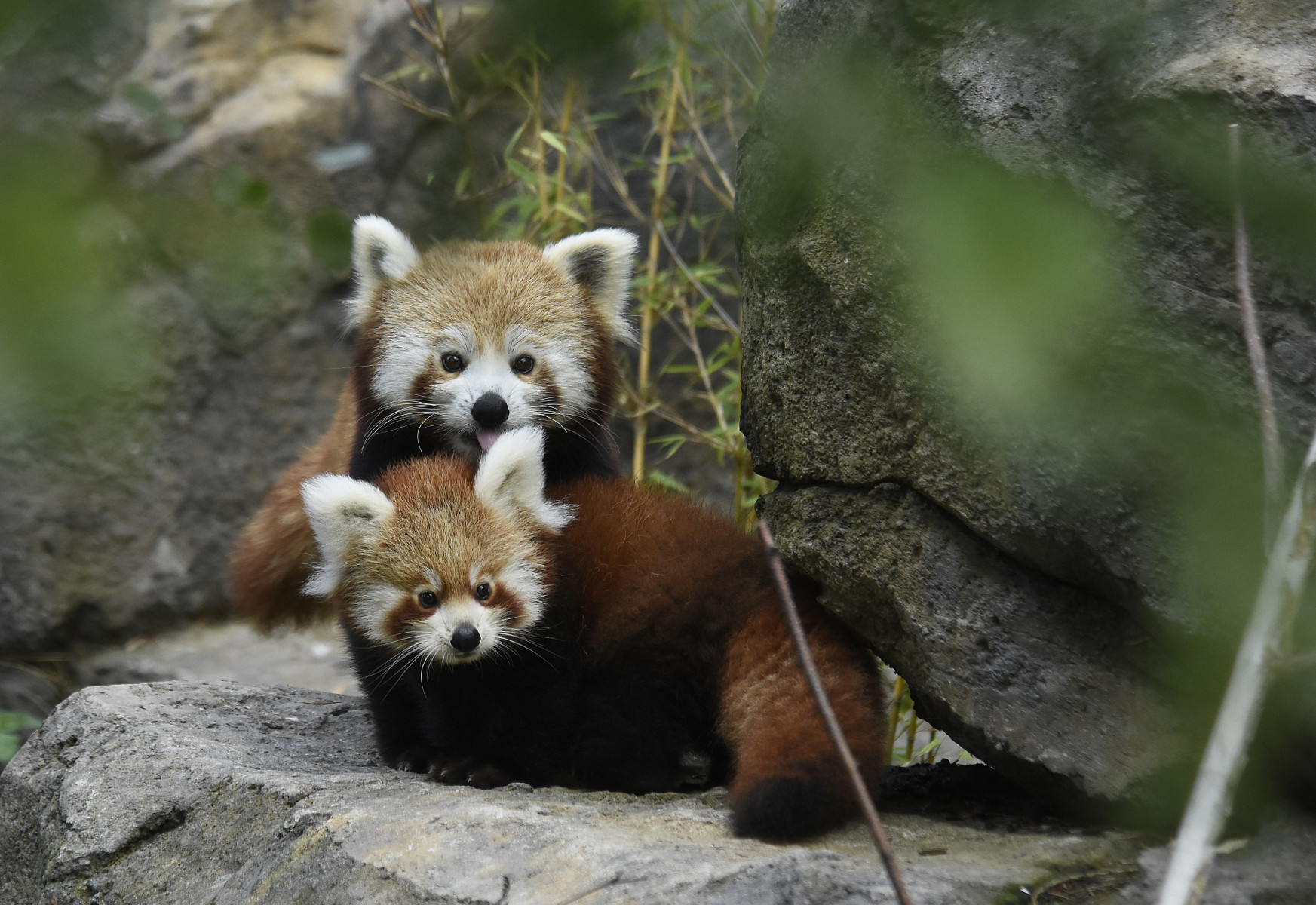 Diergaarde Blijdorp organiseert winterse loterij