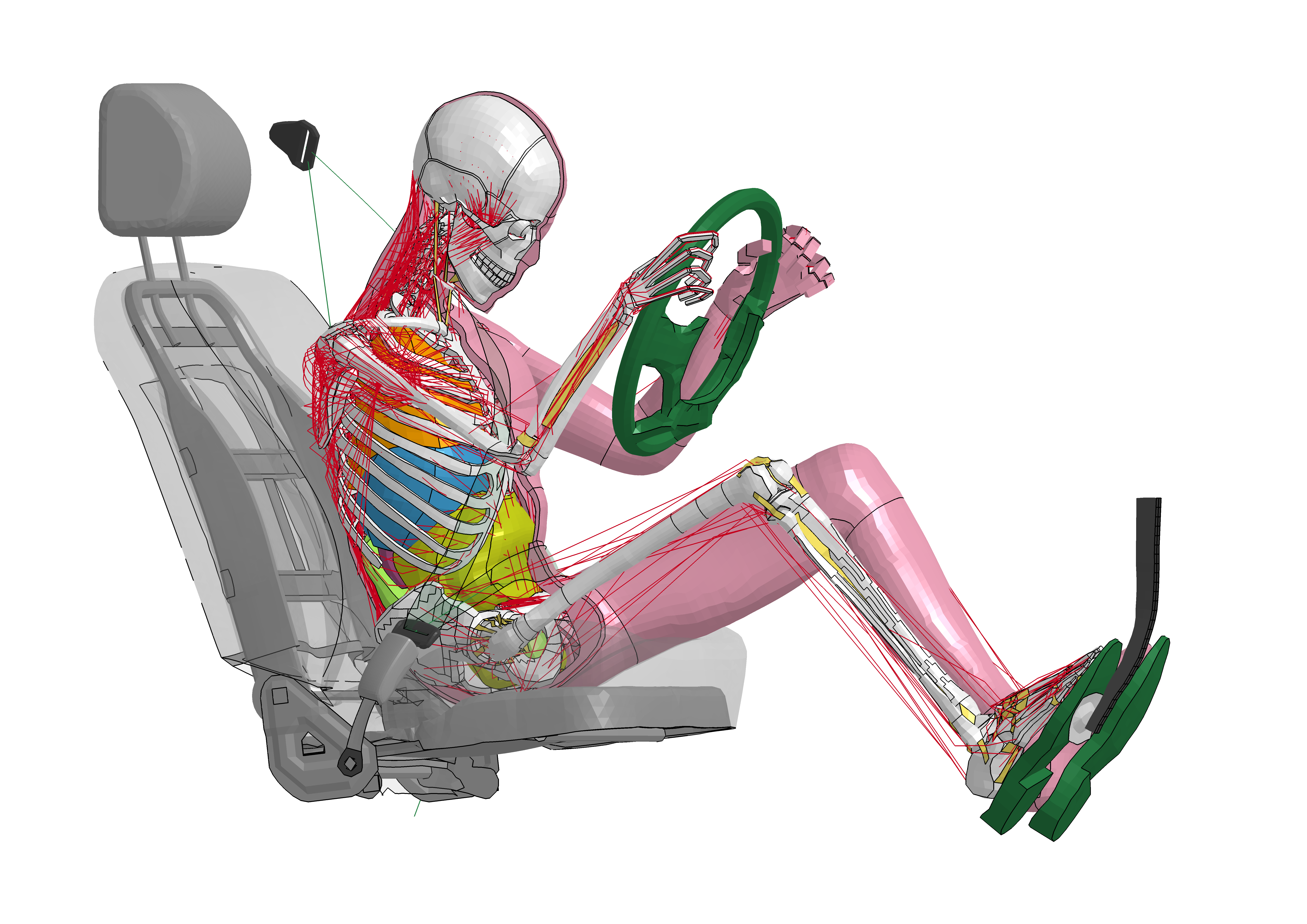 Le logiciel de mannequins virtuels Toyota THUMS modélise désormais la ...