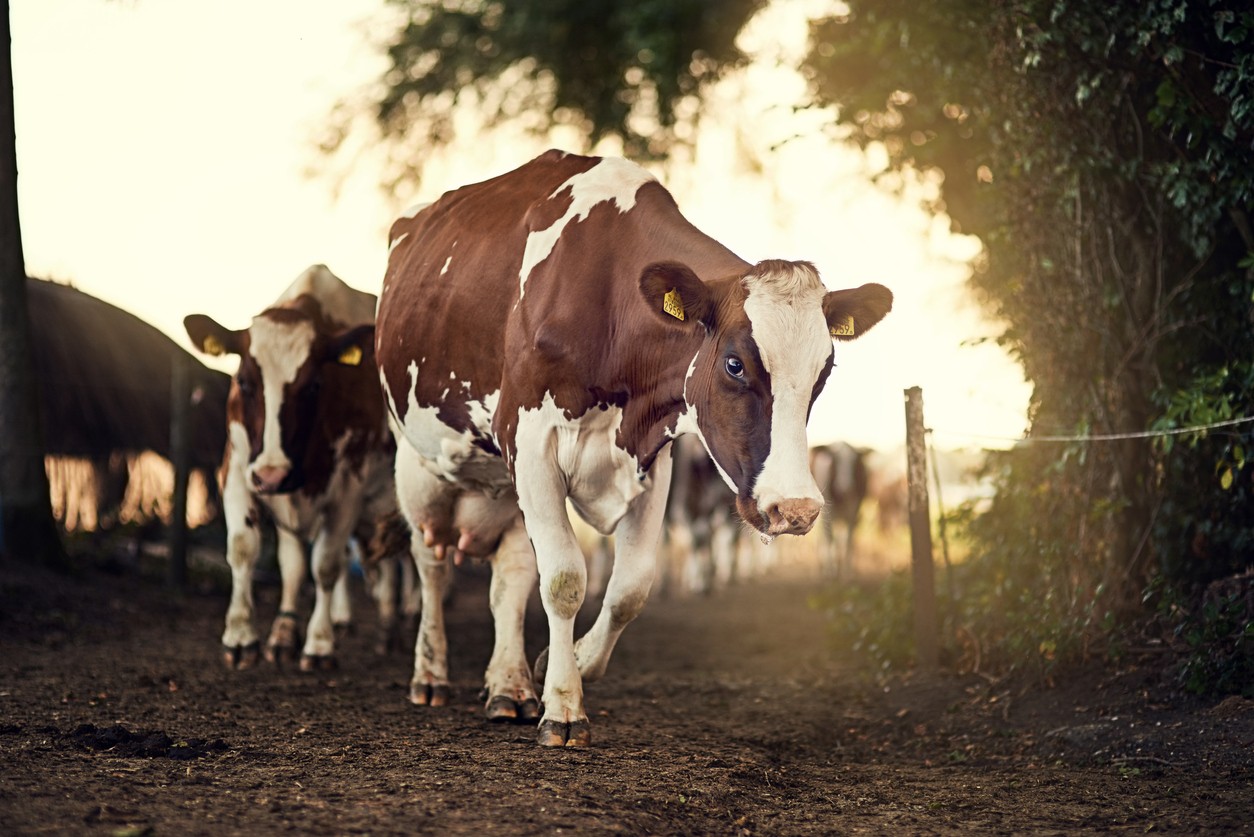 Confessions Of A CEO Avoid Paving The Cow Path Confessions Of A CEO Avoid Paving The Cow Path