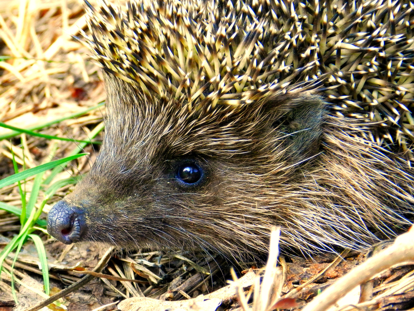 Helping communities get involved in Great Big Green Week