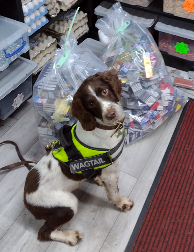Nearly 10,000 cigarettes seized following trading standards operation