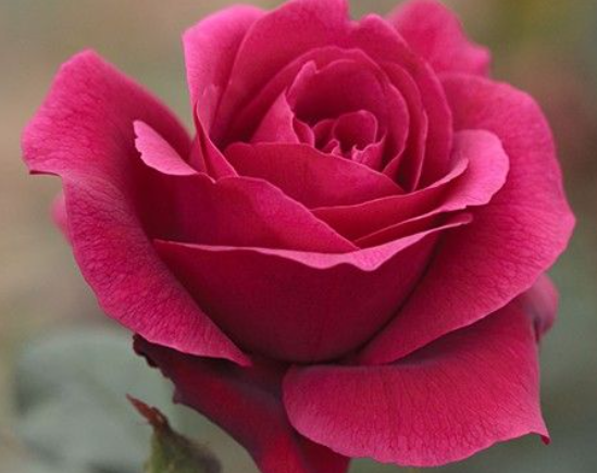 Rose ceremony at Wittenham Clumps