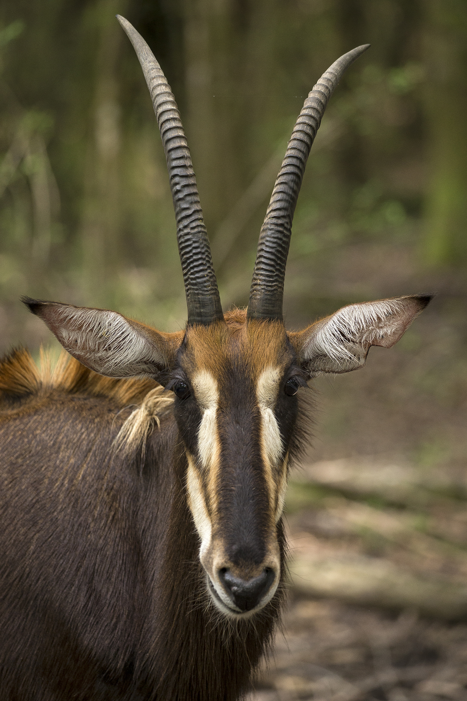 Conservation Partnership Launches in New Orleans