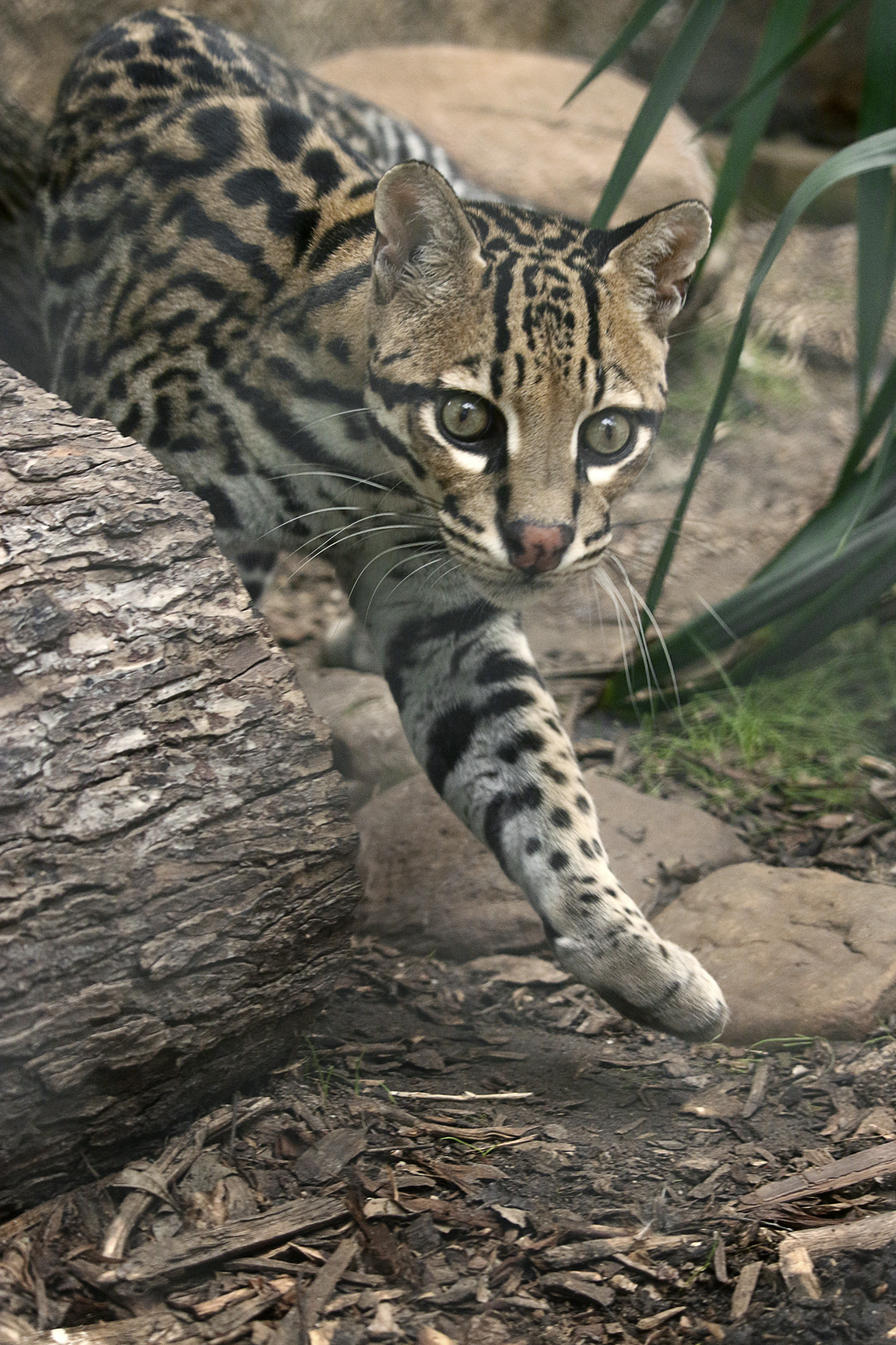 Audubon Zoo Welcomes Brazilian Ocelots