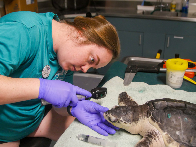 Sea Turtle Examinations on World Sea Turtle Day