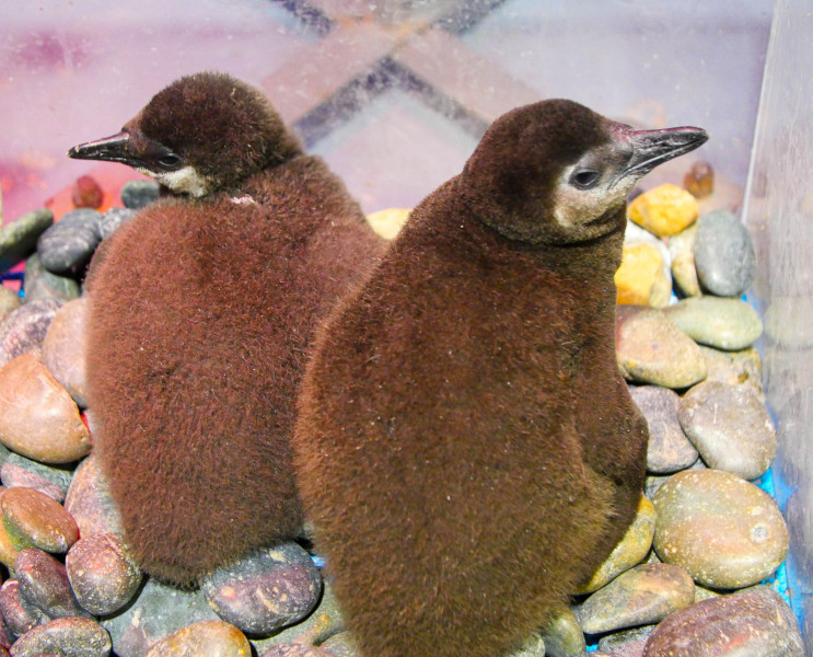 Audubon Aquarium Welcomes Two Penguin Chicks