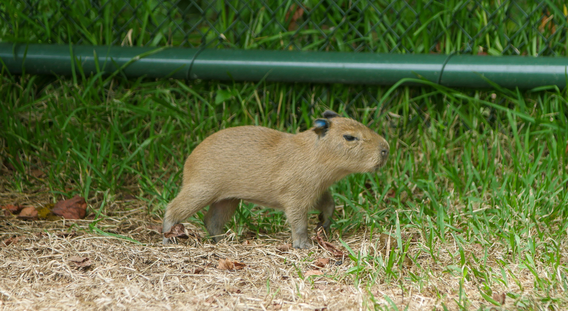 Audubon Zoo's Capybara Forecast Early Spring